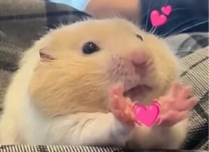 Gợi ý 999+ hình ảnh meme bắn tim cute hài hước, siêu bựa